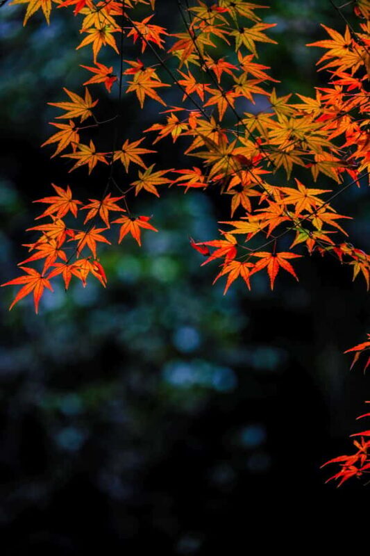 Hangzhou Temples Trail: Explore Lingyin, Faxi, and Yongfu - FAQ