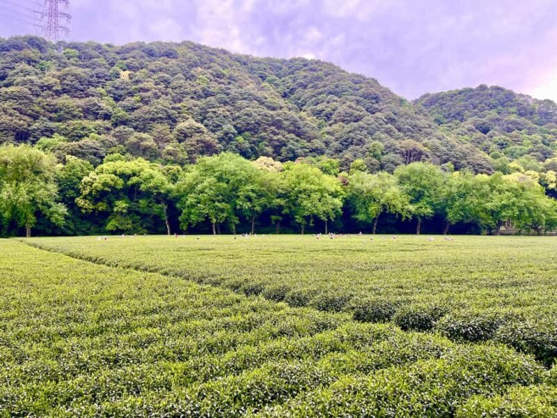 Hangzhou: UNESCO Tea Culture Experience  Hand Fry & Taste - FAQ