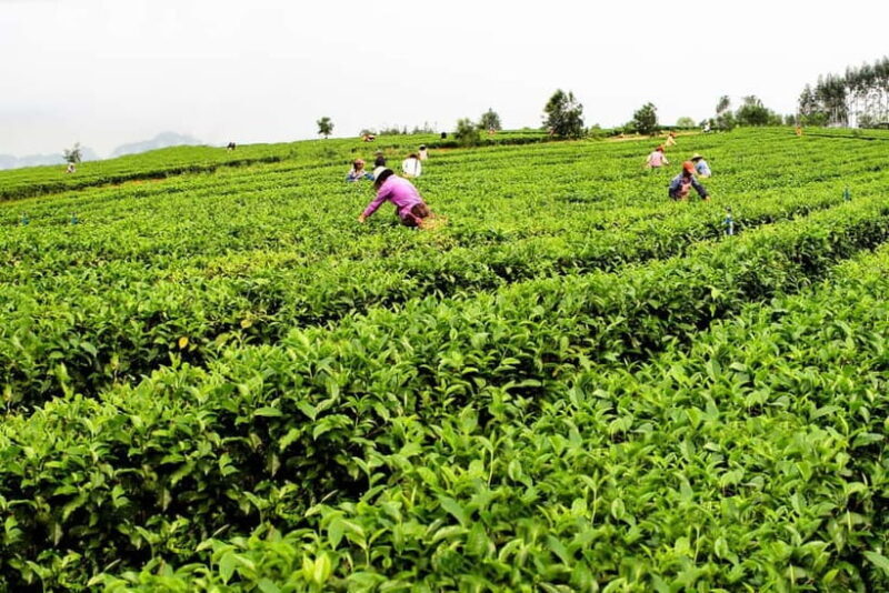Hangzhou: West Lake and Meijiawu Tea Plantation 2-Day Tour - An In-Depth Look at the Hangzhou Tour