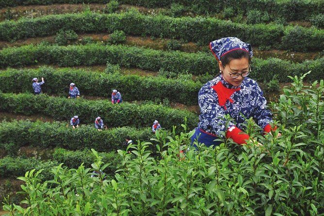 Hangzhou West Lake and Tea Plantation Half Day Tour - Key Points