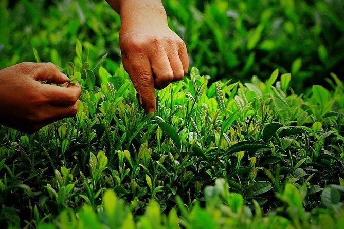 Hangzhou West Lake and Tea Plantation Half Day Tour - Detailed Breakdown of the Itinerary