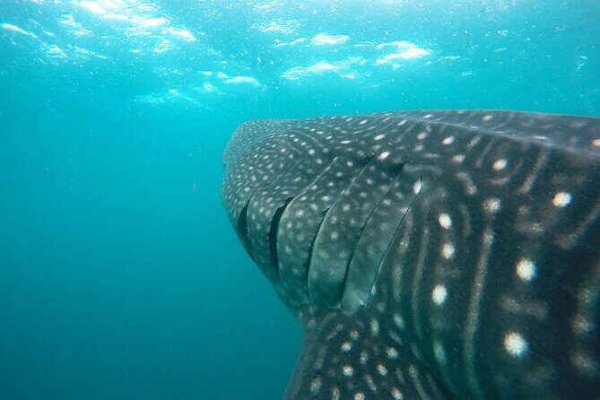 Hanifaru Bay Snorkeling with Whale sharks & Mana Rays - Key Points