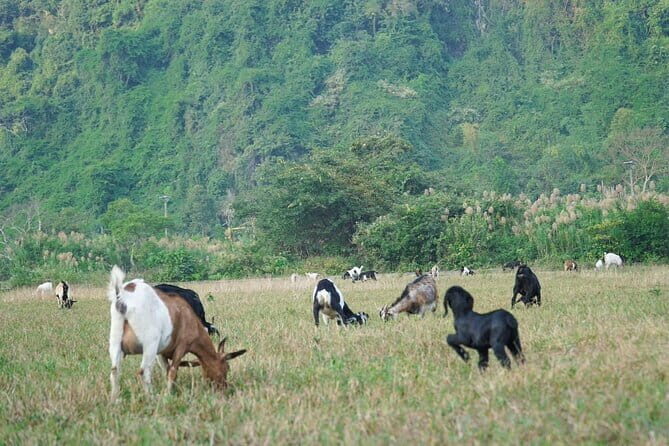 Hanoi-Cat Ba Isand 2-Day Trip with Trekking, Night Kayak,Transfer - An Exciting 2-Day Journey: What to Expect