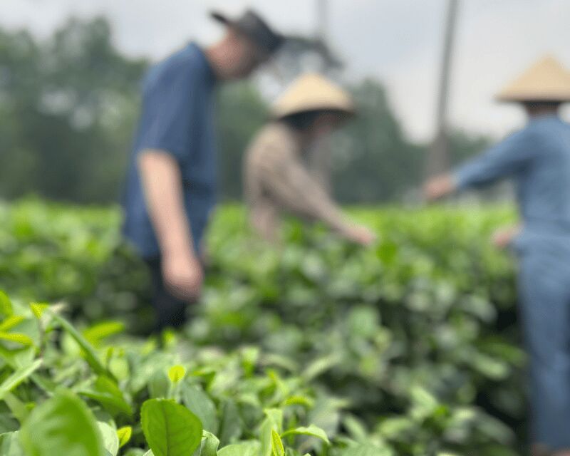 Hanoi Eco Tour: Ba Vi National Park Wonders & Tea Plantation - Exploring Ba Vi National Park: Nature and History