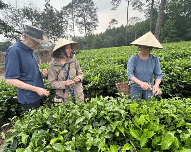 Hanoi Eco Tour: Ba Vi National Park Wonders & Tea Plantation - Returning to Hanoi: Comfort and Reflection