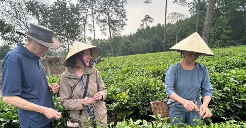 Hanoi Eco Tour: Ba Vi National Park Wonders & Tea Plantation - Who Is This Tour Best For?