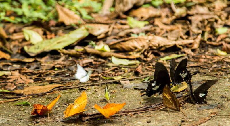 Hanoi: Full-day Cuc Phuong National Park Eco-adventure - Experience Quality & Traveler Feedback