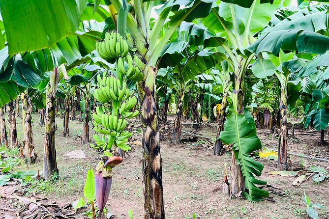 Hanoi Jeep Tour: History, Culture, Sight & Train St. by Army Jeep - What Makes This Tour Stand Out?