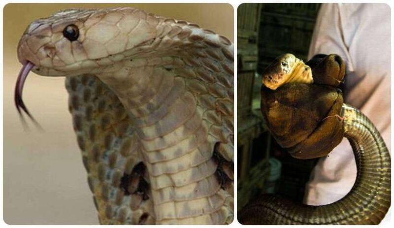 Hanoi: Le Mat Snake Village Tour with 10 Dishes - FAQ