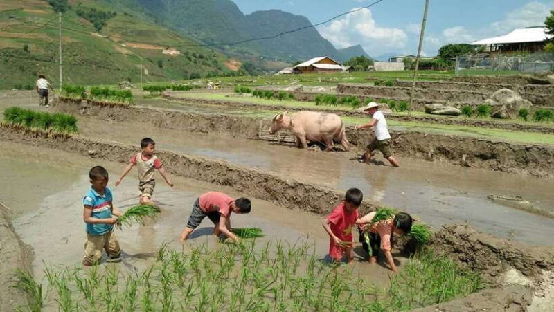 Hanoi- SaPa: 3-Day Homestay Trek to Explore Ethnic cultures - Accommodation & Homestays