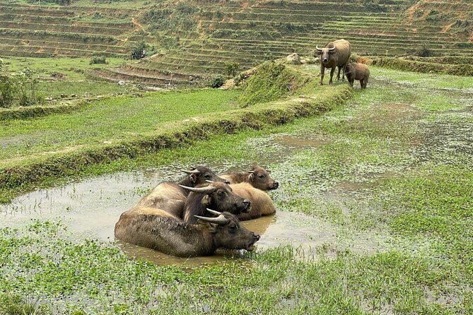 Hanoi to Sapa: 2-Day Trekking Adventure with Overnight Homestay - Who This Tour Suits Best