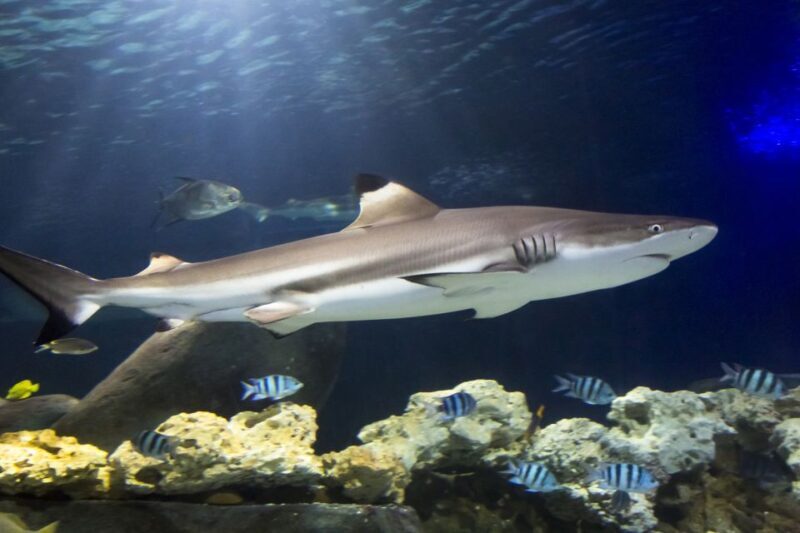 Hanover: SEA LIFE Entry Ticket - Key Points