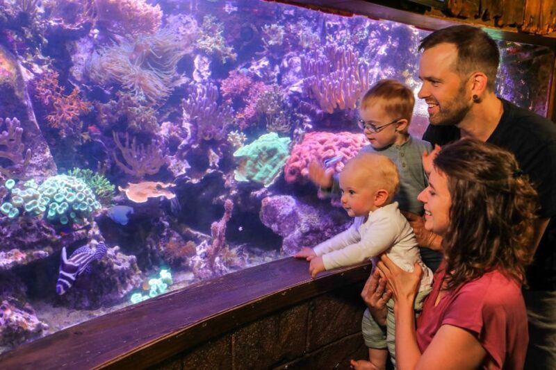 Hanover: SEA LIFE Entry Ticket - A Closer Look at the Experience