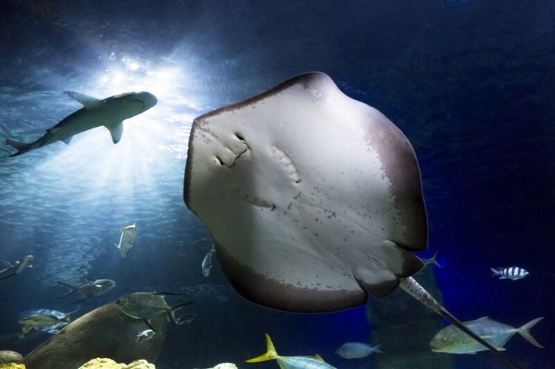 Hanover: SEA LIFE Entry Ticket - Final Words