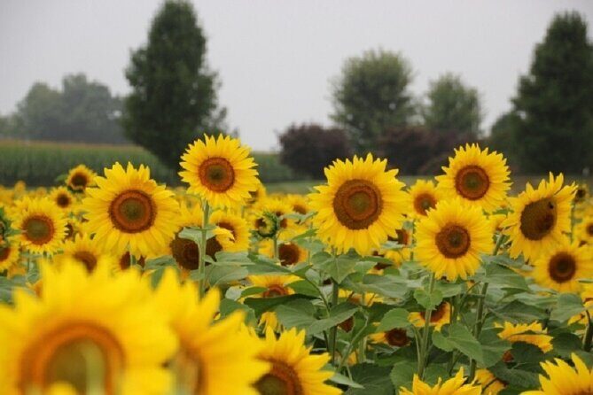 Happy Farm Fun Day Tour from NY | Kids 50% Off - FAQ