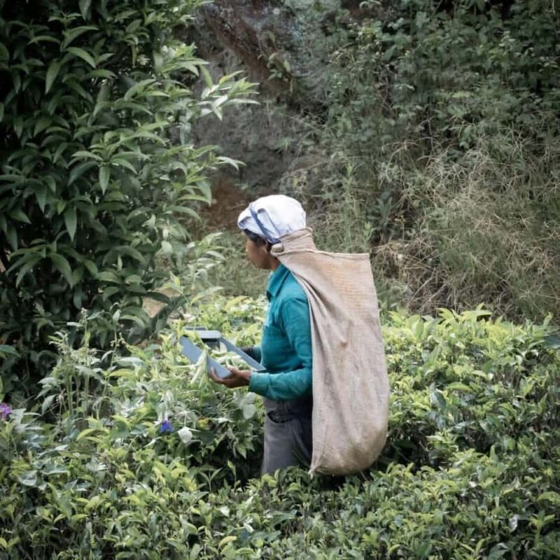 Haputale Day Tour by Tuk Tuk - Nature & Culture - Exploring the Scenic & Cultural Highlights of Haputale