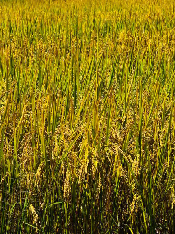 Haputale: Ella Rock Sunrise Hike with Hotel Pickup - Who Should Consider This Tour?