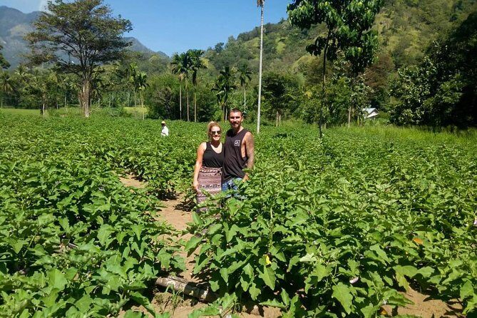 Haputale Highlands from Nuwara Eliya - Who Will Enjoy This Tour?