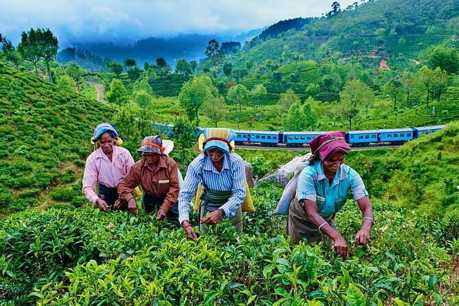 Haputale Tea Estate Walking Tour From Ella - Why This Tour Is a Great Choice for Travelers