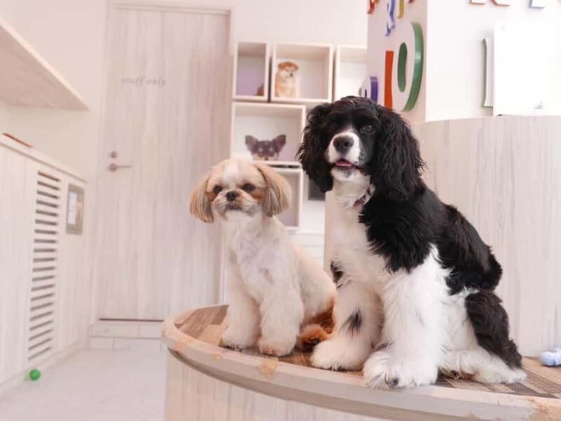 Harajuku: Heartwarming Dog Interaction in Inucafe Rio - Practical Details and Tips