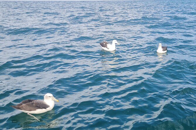 Harbour, Albatross and Wildlife Cruise on Otago Harbour - Optional Stop at Careys Bay Hotel