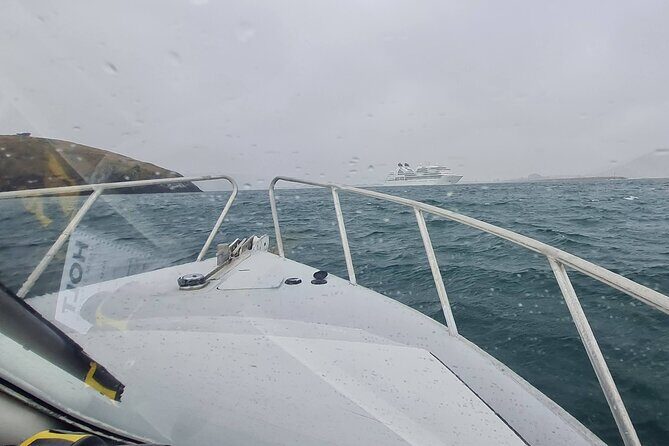 Harbour, Albatross and Wildlife Cruise on Otago Harbour - Practical Details and What to Expect