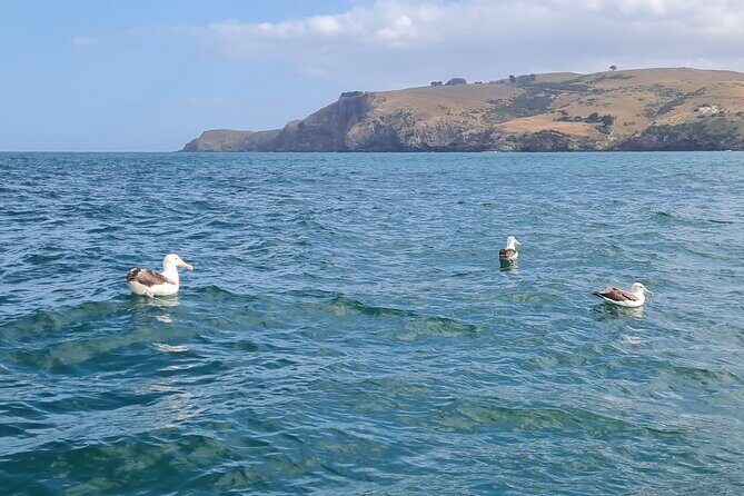 Harbour, Albatross and Wildlife Cruise on Otago Harbour - Who Will Enjoy This Tour?