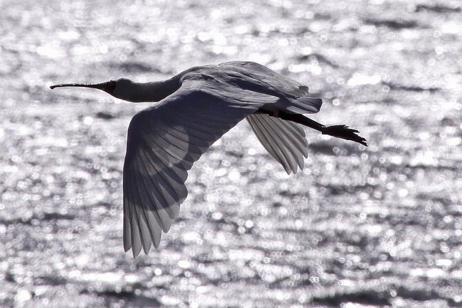 Harbour to Highlands: Scenic Ferry & Larnach Castle Tour-DUNEDIN - Exploring Dunedin by Bus