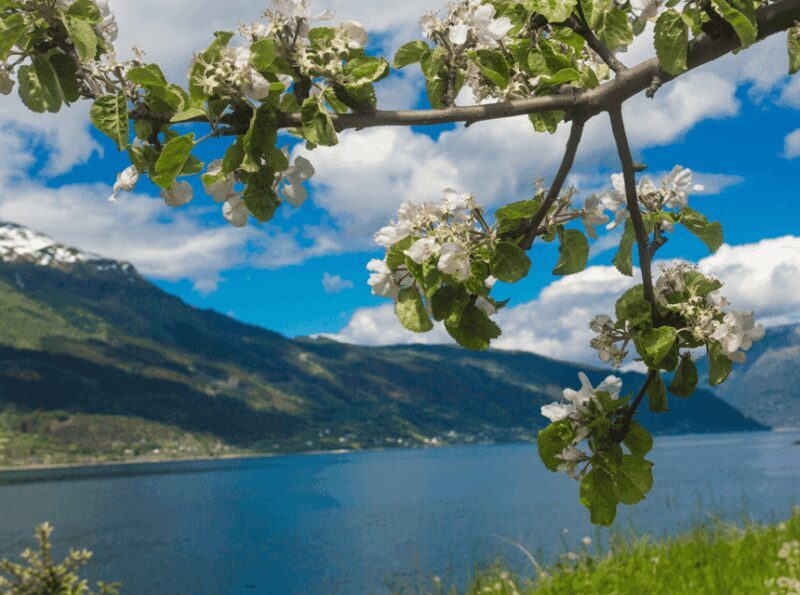 Hardangerfjord Lunch at Cider Farm, Coffee at historic Hotel - Key Points