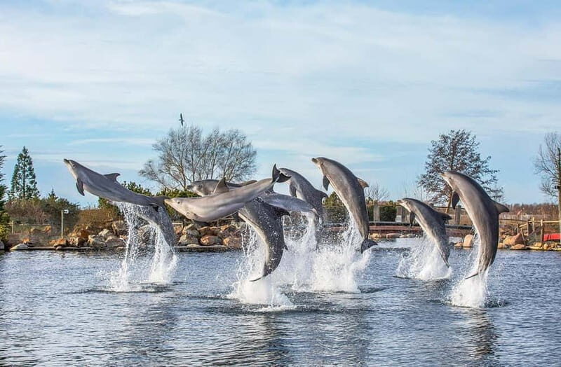 Harderwijk: Dolfinarium Entry Ticket - An Overview of the Experience