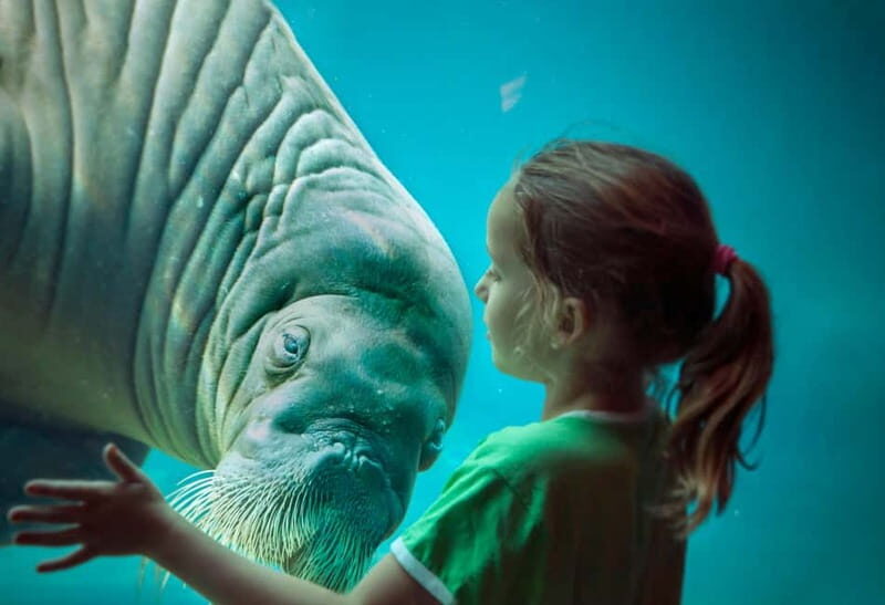 Harderwijk: Dolfinarium Entry Ticket - Practical Details