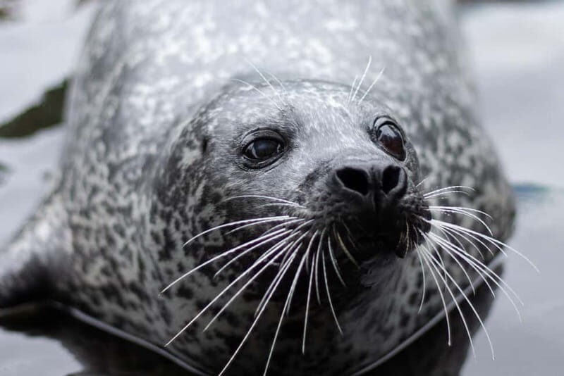 Harderwijk: Dolfinarium Entry Ticket - FAQ