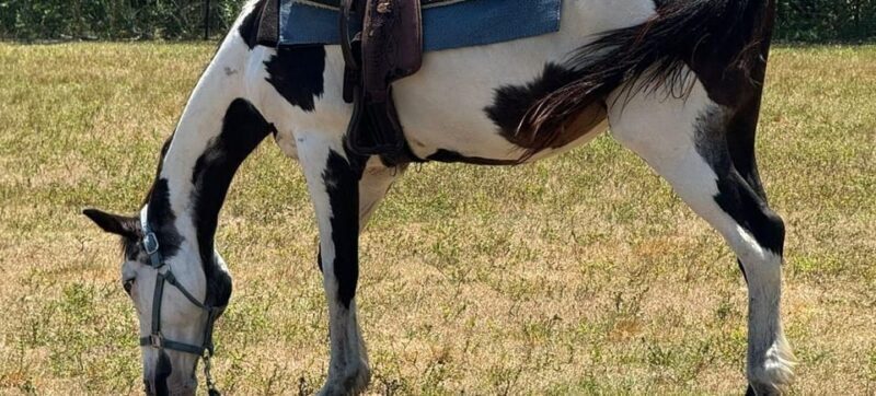 Harmony Horse Riding of Miami - Deep Dive into the Itinerary and Highlights