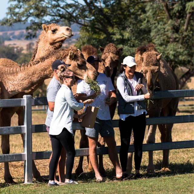 Harrisville: Summer Land Camel Farm Tour with Tasting - A Detailed Breakdown of the Tour