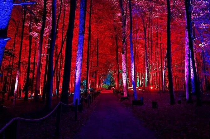 Harry Potter A Forbidden Forest Experience in Brisbane Australia - What Do Other Visitors Say?