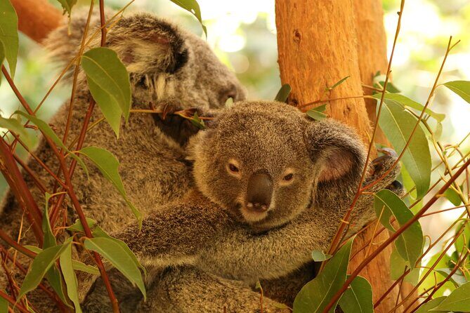 Hartley Crocodile Park with Kuranda, Skyrail Cableway and Train - What Makes This Tour Stand Out?