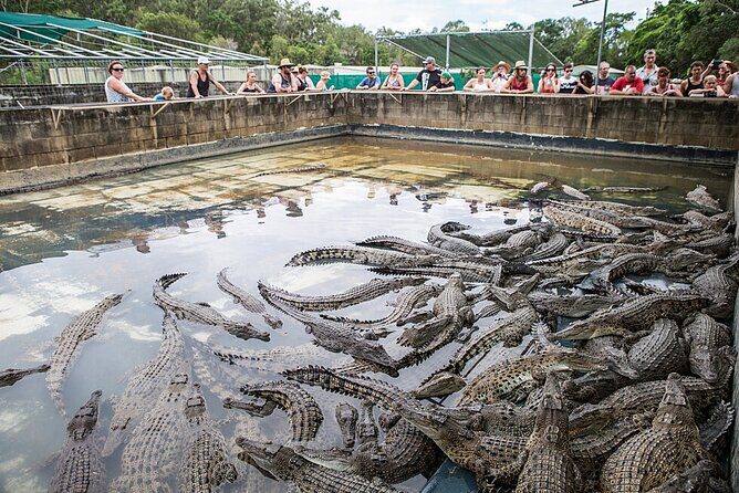 Hartley's Crocodile Adventures Day Trip from Cairns - The Value and Practicalities