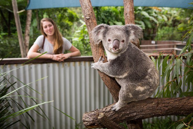 Hartley's Crocodile Adventures Day Trip from Palm Cove - An In-Depth Look at the Experience