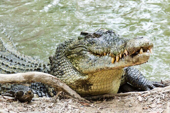 HARTLEY'S CROCODILE TRANSFER between Port Douglas & Hartley's Crocodile (return) - Seamless Scheduling and Ease of Booking