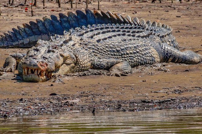 HARTLEY'S CROCODILE TRANSFER between Port Douglas & Hartley's Crocodile (return) - Additional Considerations