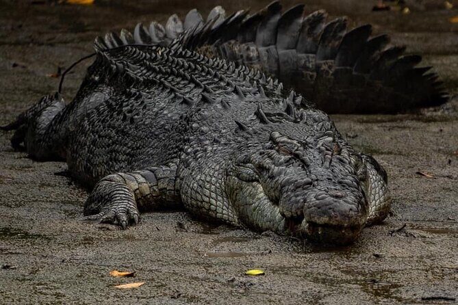 HARTLEY'S CROCODILE TRANSFER between Port Douglas & Hartley's Crocodile (return) - The Hidden Perks