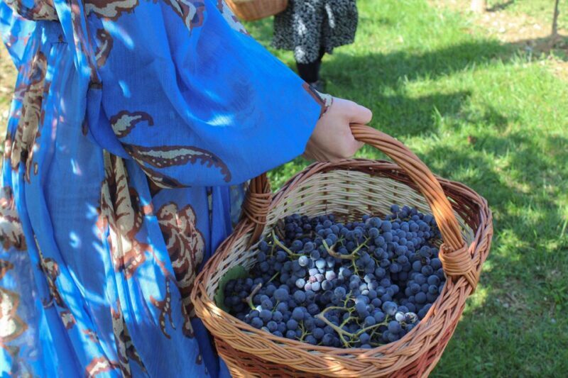 Harvest, Stomping & Tours - In-Depth Breakdown of the Experience