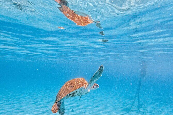 Hato Caves, Turtles & Beach - Who Will Love This Tour?