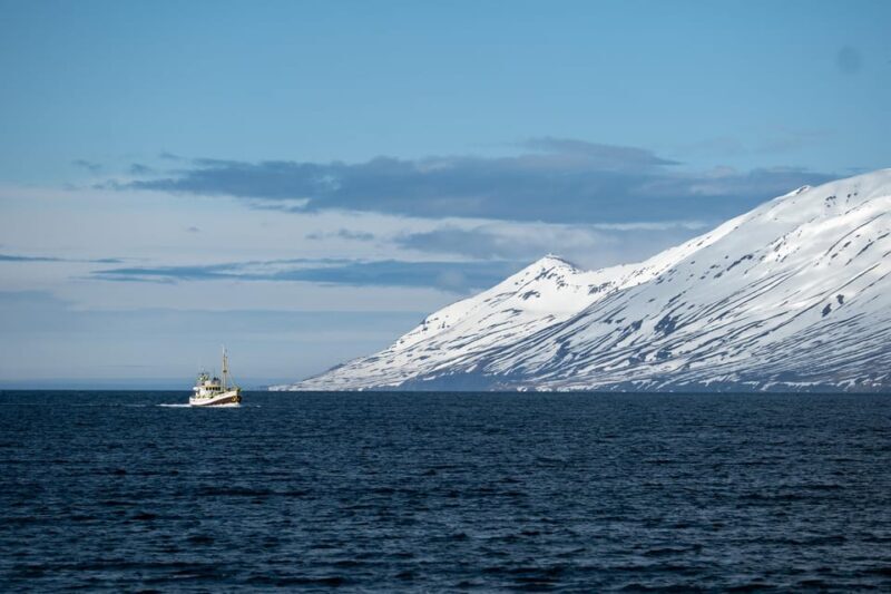 Hauganes: Whale Watching North Iceland - Key Points