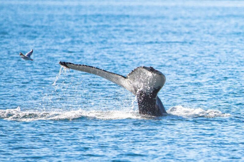 Hauganes: Whale Watching North Iceland - What to Expect from Hauganes Whale Watching