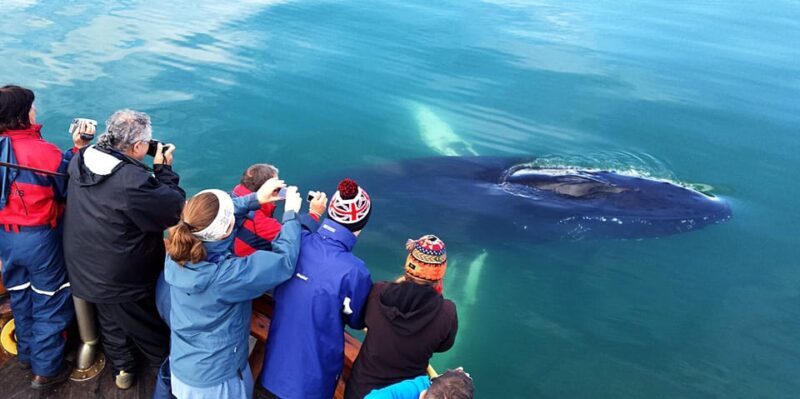 Hauganes: Whale Watching North Iceland - FAQ