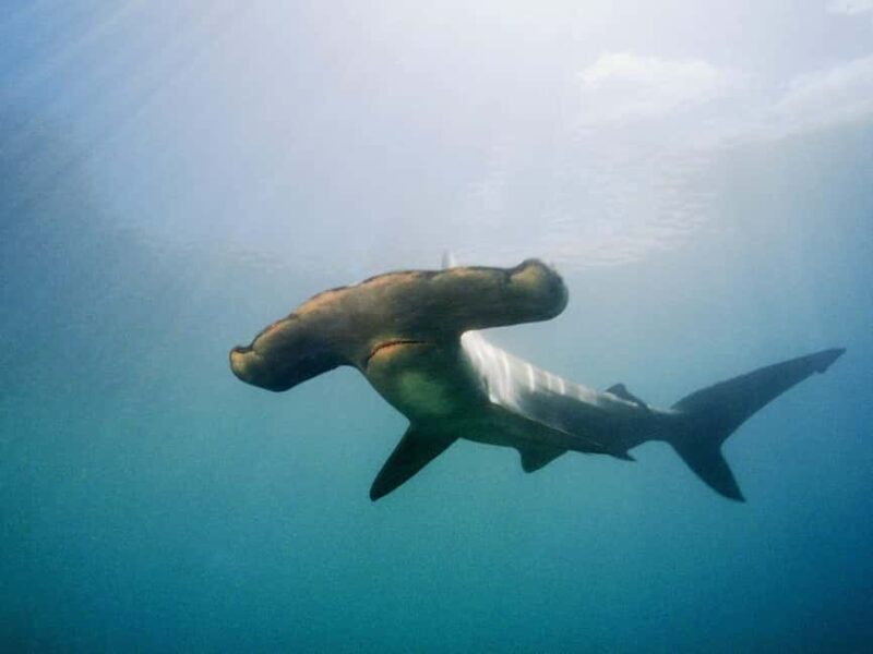 Hauraki Gulf: Hammerhead Experience Dive Charter - An In-Depth Look at the Hauraki Gulf Hammerhead Experience