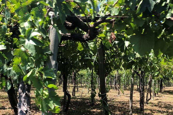 Have a cooking lesson with a local chef at the base of Mt. Vesuvius vineyard - Transport and Practical Details
