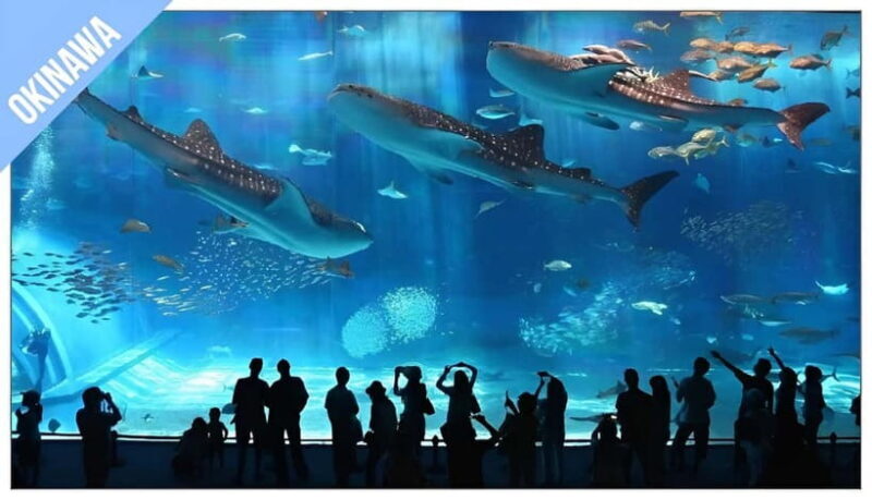 Have Fun in OKINAWA Pass (1 Week Free Pass) - Key Points