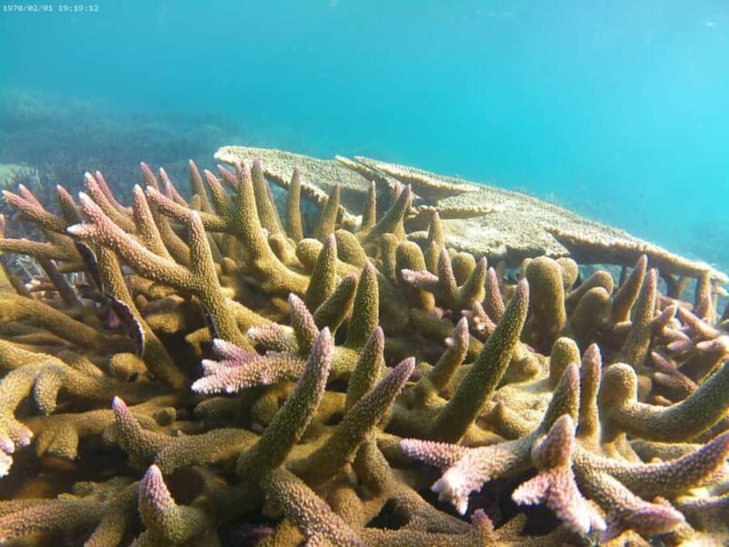 Havelock Island: Tribe Gate Boat Dive with Instructor - What Past Participants Say